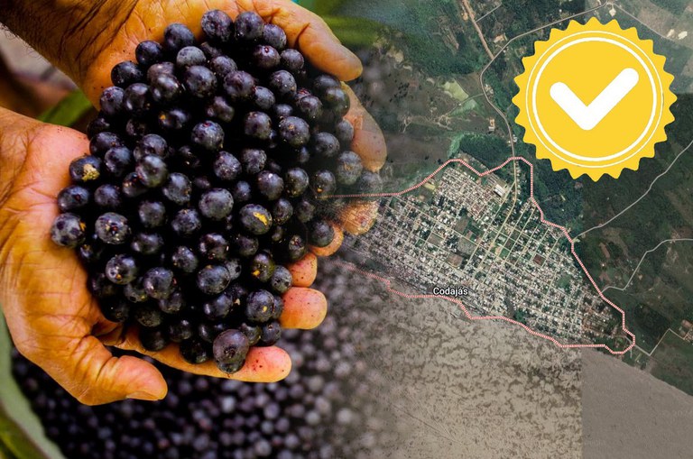 Açaí de Codajás (AM) é novo produto da Amazônia Ocidental com registro ...