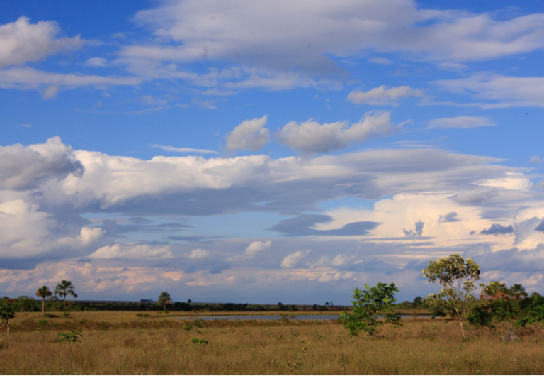 No Dia do Cerrado, conheça as ações do Governo Federal para ampliar a ...